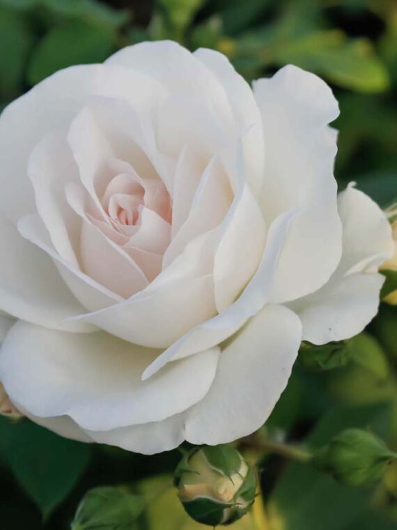 Róża Novalis® – Sklep Róże