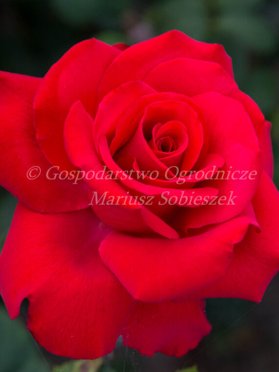 Róża Doris Tysterman – Sklep Róże