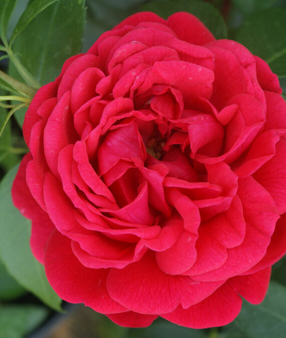 Róża Novalis® – Sklep Róże