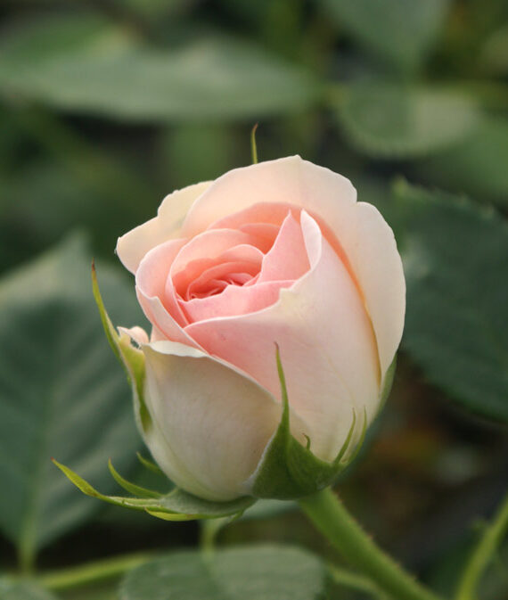 Róża Novalis® – Sklep Róże