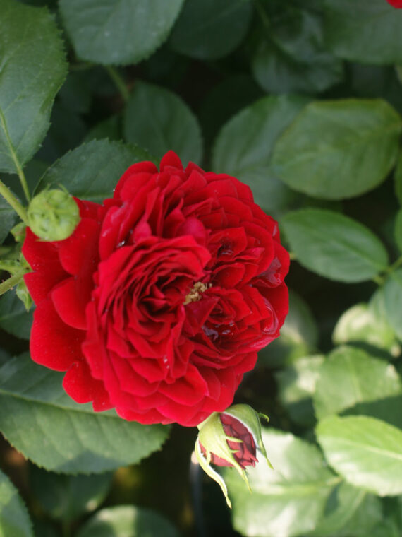 Róża Novalis® – Sklep Róże