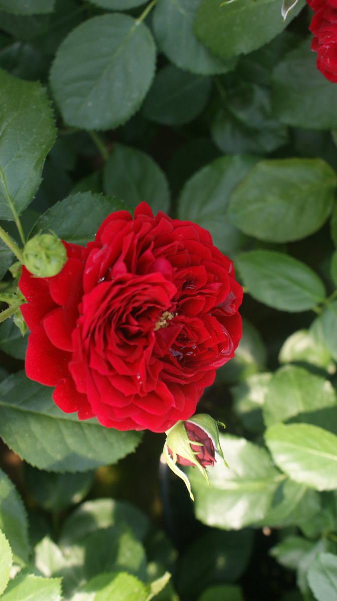 Róża Rotkäppchen ® – Sklep Róże