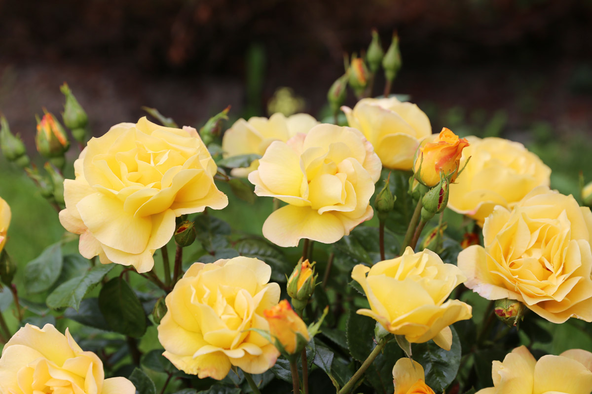 Róża Arthur Bell – Sklep Róże