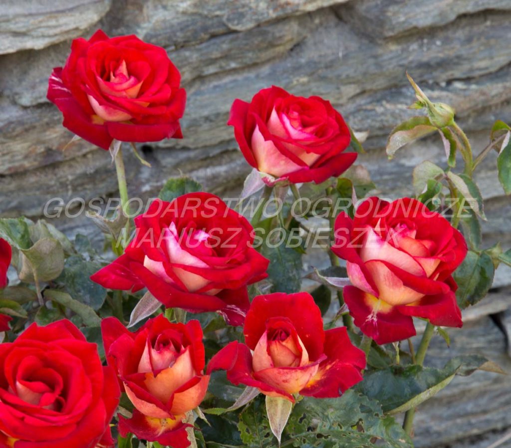 Róża Wielkokwiatowa Bicolette - Róża Ogrodowa - Sklep Sobieszek producent
