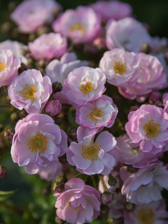 Róże Łukasz Rojewski - Róża Ogrodowa - Sklep Sobieszek producent