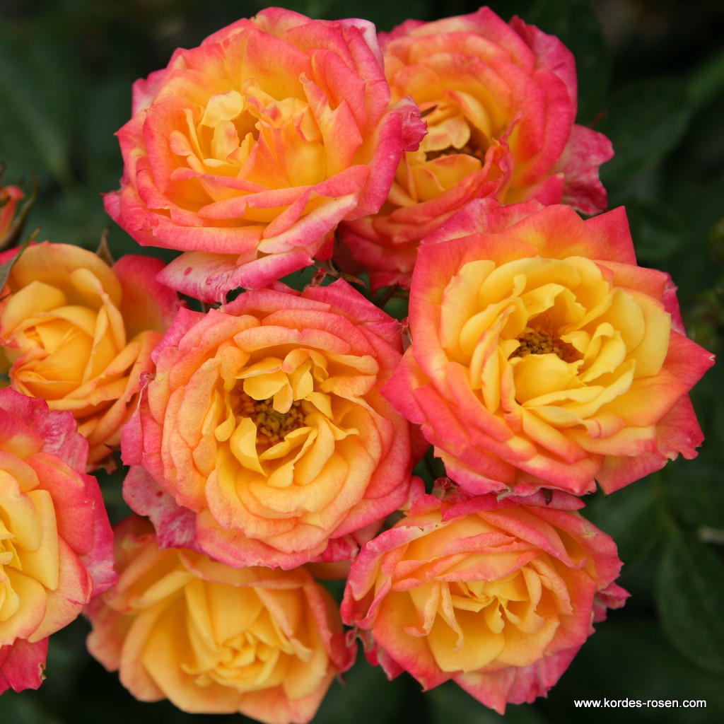 Róża Miniaturowa Little Sunset® - Róże ogrodowe - Sklep Sobieszek producent