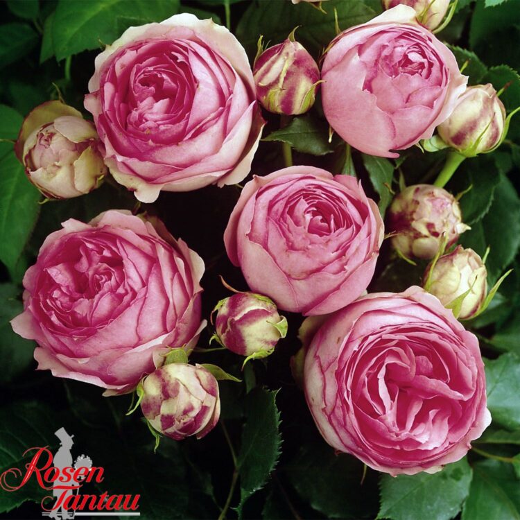 Róża First Lady® – Sklep Róże