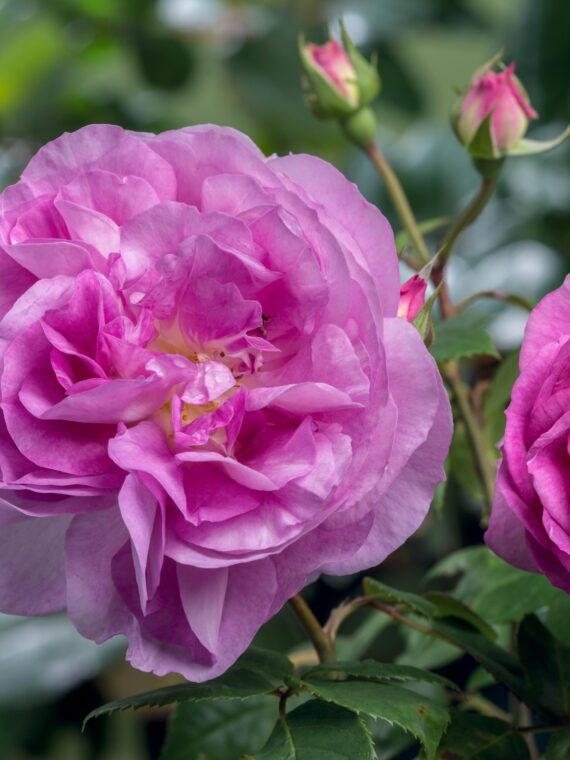 Róża Gertrude Jekyll® – Sklep Róże