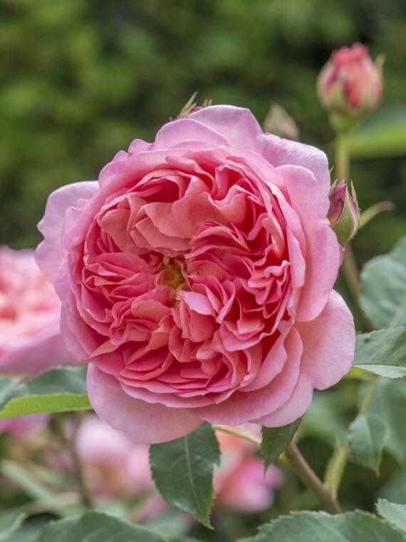 Róża Emily Brontë® – Sklep Róże