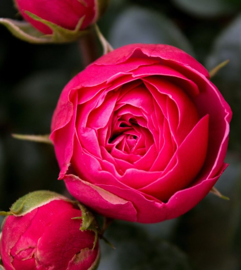 Róża Magic Rokoko ® – Sklep Róże