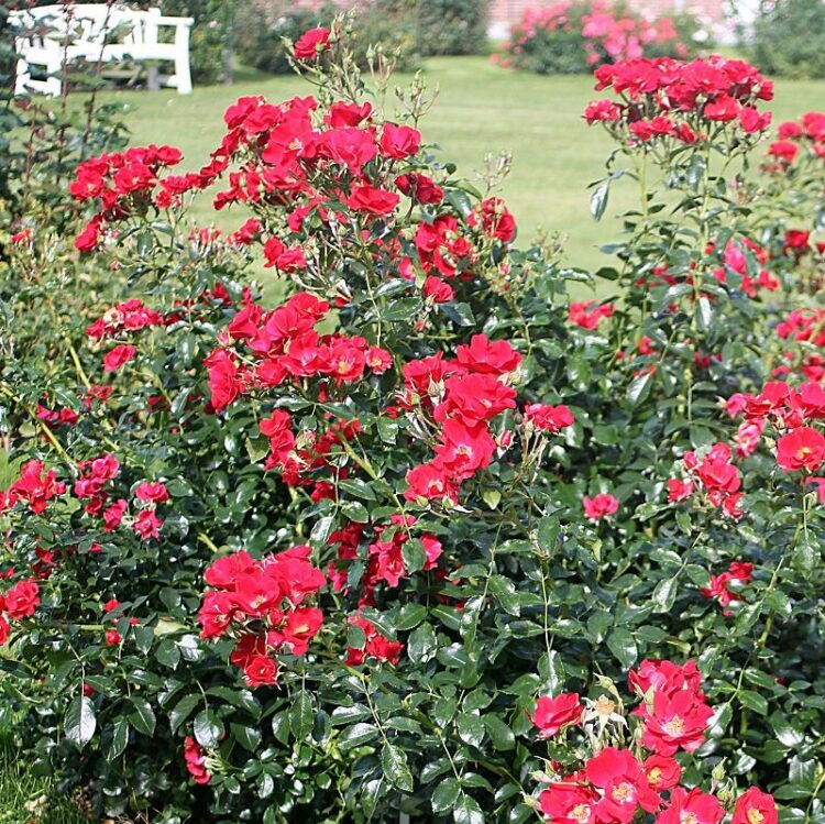 Róża Matador® – Sklep Róże