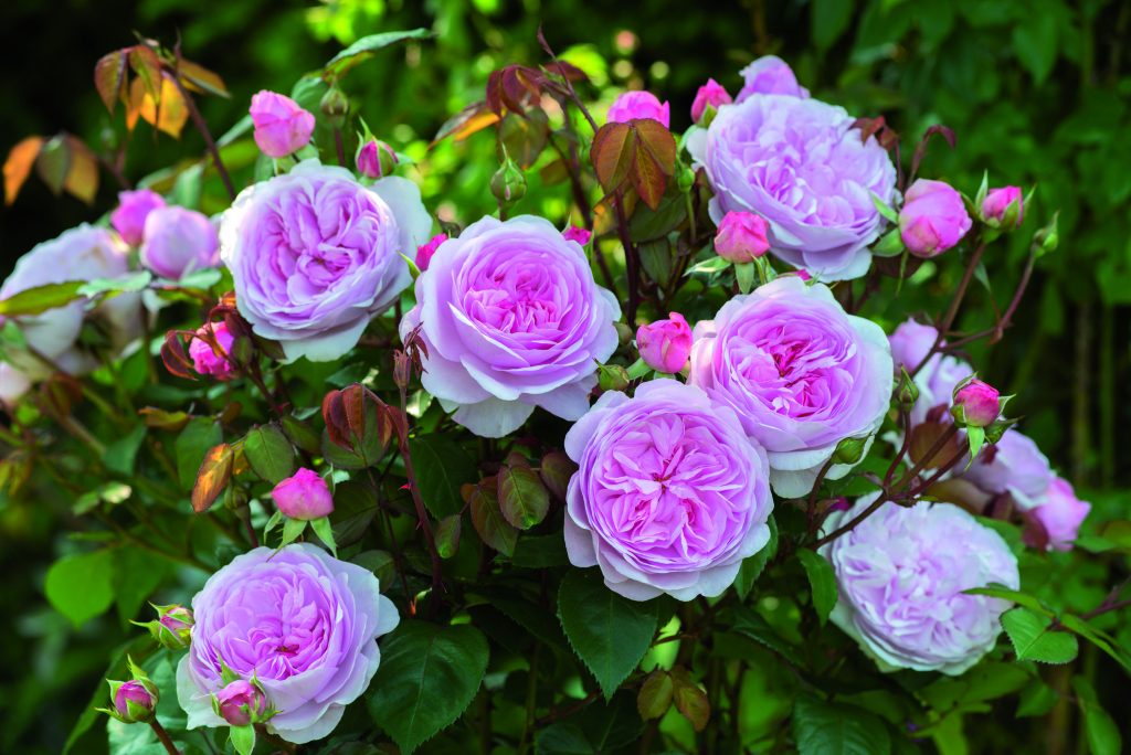 Róża Olivia Rose® – Sklep Róże