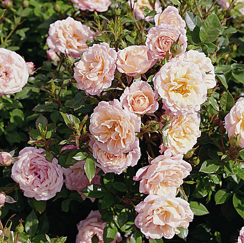 Róża Miniaturowa Peach Clementine® - Róża Ogrodowa - Sklep Sobieszek ...