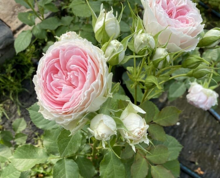 Róża Pashmina® – Sklep Róże