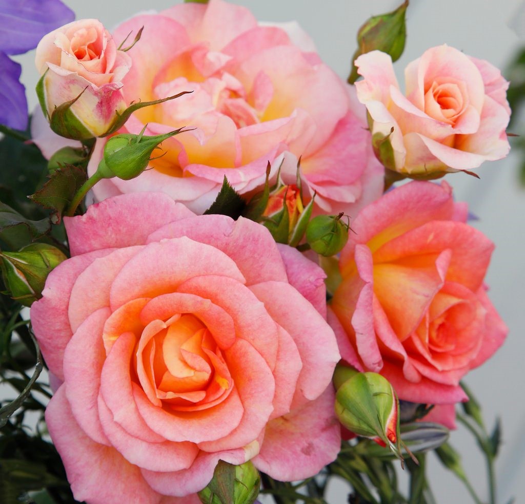 Róża Parkowa Dekora® - Róża Ogrodowa - Sklep Sobieszek producent