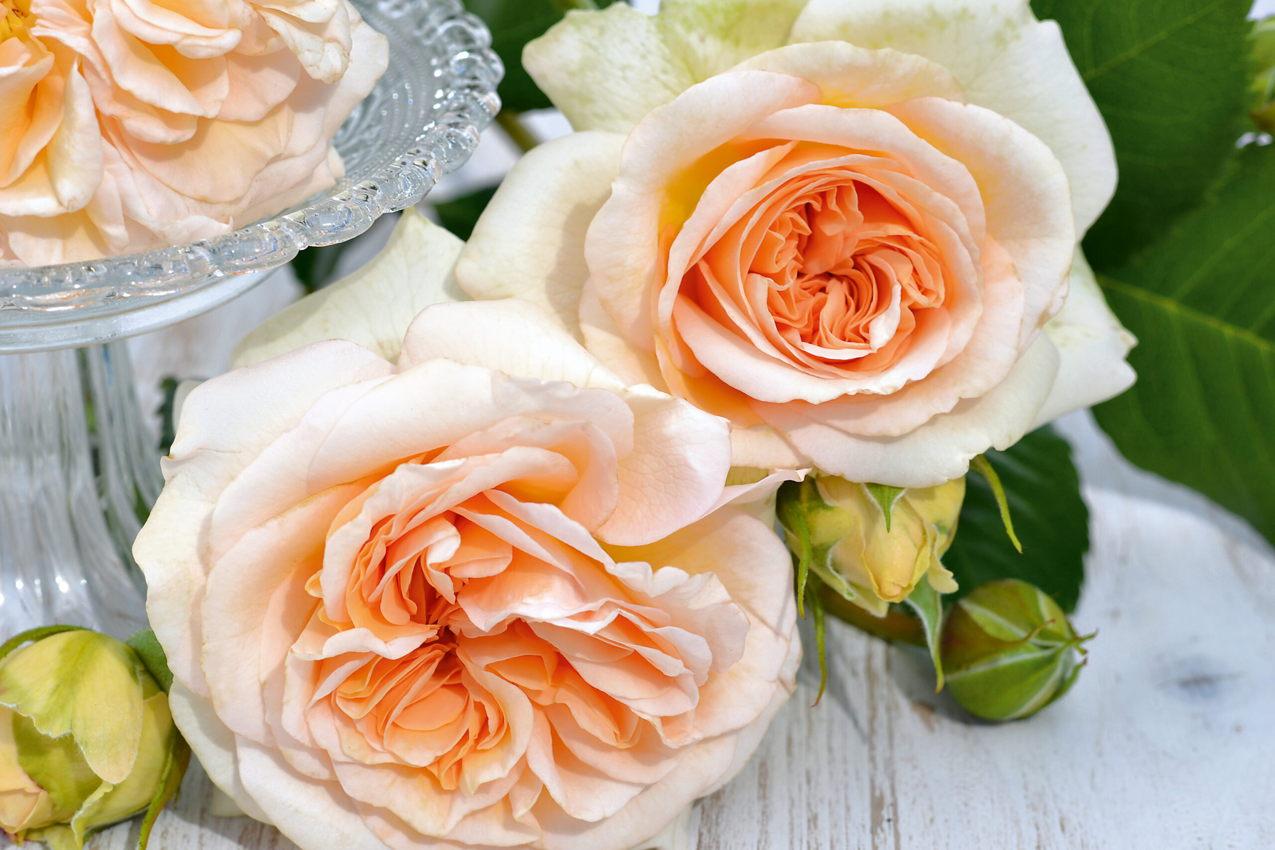 Róża Wielkokwiatowa Audienz® - Róże ogrodowe - Sklep Sobieszek producent